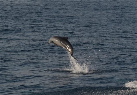 Delphinus Delphis Capensis Marine Mammal