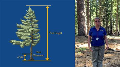 How To Measure A Standing Tree At Alex Steven Blog