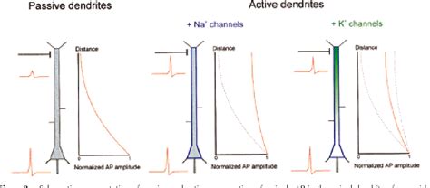 Figure 3 From The Role Of Dendritic Filtering In Associative Long Term