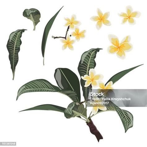 플 루 메리 아 세트 열 대 이국적인 꽃입니다 현실적인 꽃 그림입니다 귀여운에 대한 스톡 벡터 아트 및 기타 이미지 귀여운 그리기 낙서 드로잉 Istock