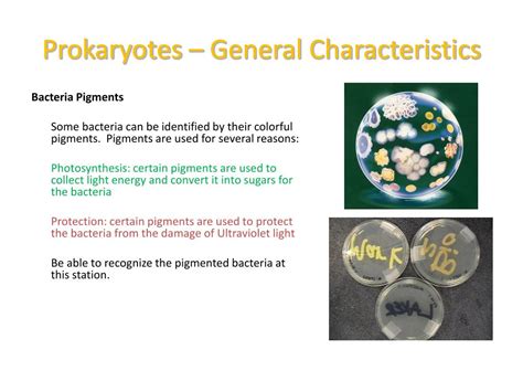 Ppt Exploring Prokaryotes Structures And Diversity Powerpoint Presentation Id 2129381