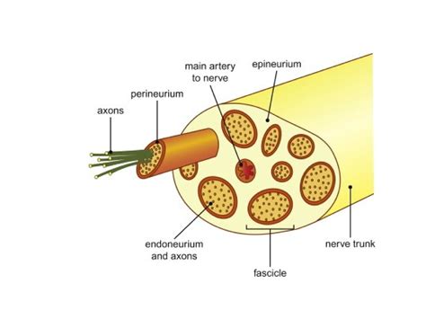 Functional Anatomy Of Nerve Cell Peripheral Nerve Classification Pptx