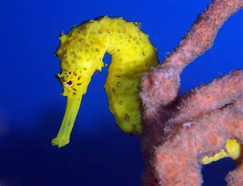 Tiger Tail Seahorse Hippocampus Comes By Daveharasti Redbubble