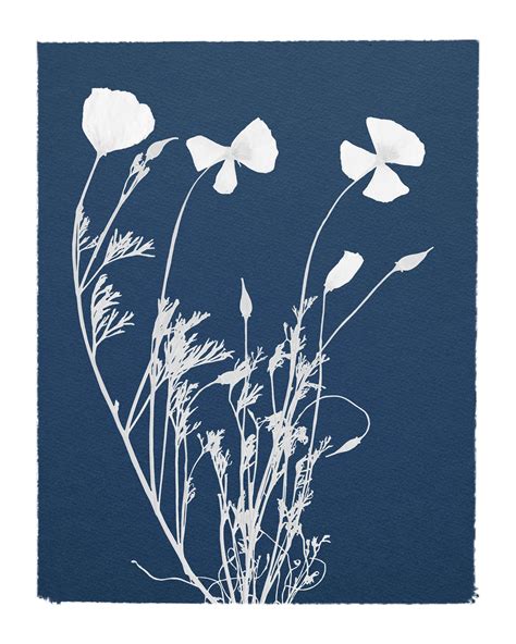 California Poppy Cyanotype Print Navy Blue Botanical Silhouette Etsy