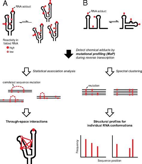 Single Molecule Correlated Chemical Probing Of Rna Pnas