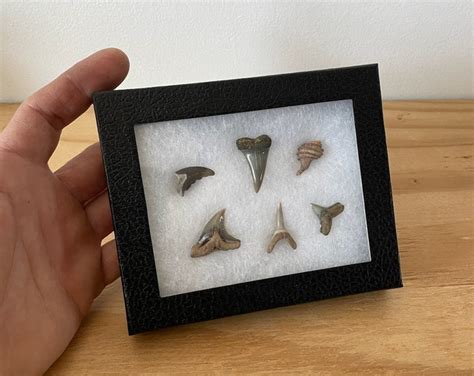 Calvert Cliffs Fossils With Display Case Fossil Shark Teeth Coastal Accents Etsy