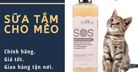 Cat Sos Album On Imgur