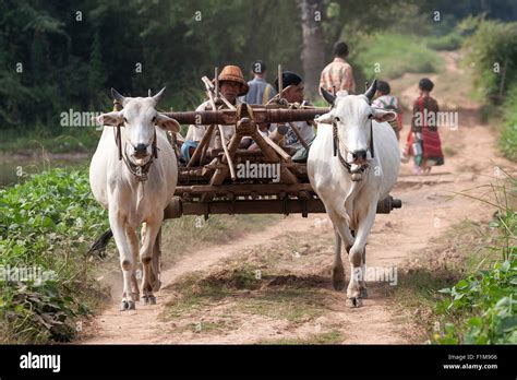 Oxen Pulling Cart