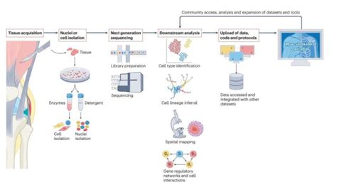 Nature子刊科学家成功绘制出人类肌肉骨骼系统的完整细胞图谱