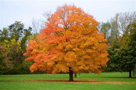 Maple Trees Origins Identification And Care Guide Plantglossary