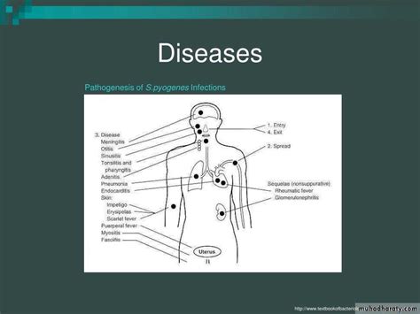 Streptococcus Species Pptx D Haider Muhadharaty