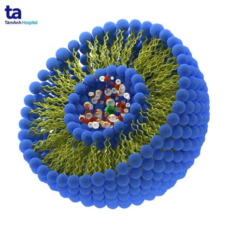 Vai Trò Của định Lượng Triglyceride Trong Máu Là Như Thế Nào