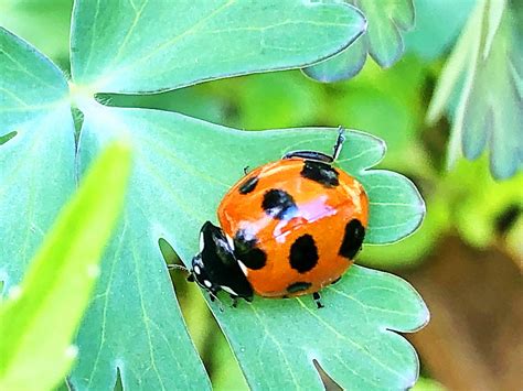 テントウムシ科ナナホシテントウ 奥行き1mの果樹園