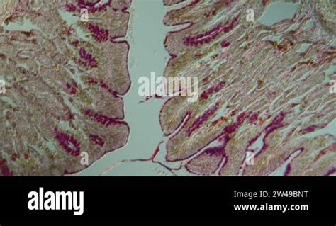 Intestine Of The Rat In Cross Section Under The Microscope 100x Stock