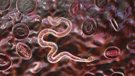 Brugia Malayi Parasitic Worm Illustration Stock Image F034 7631 Science Photo Library