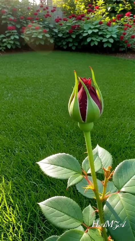 Pingara Flower In English