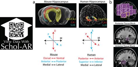Structural Comparison Of The Mouse And Human Hippocampus A