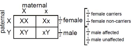 Single Gene Inheritance Patterns And Prevalence Heterozygote Frequency Genetic Risk Genetics