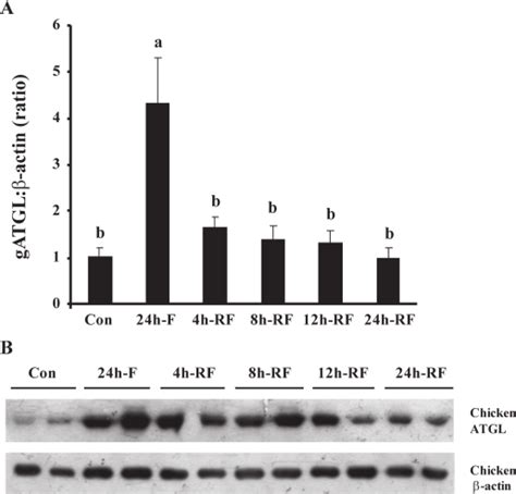 Broiler Chicken Adipose Triglyceride Lipase Gatgl Expression In S C