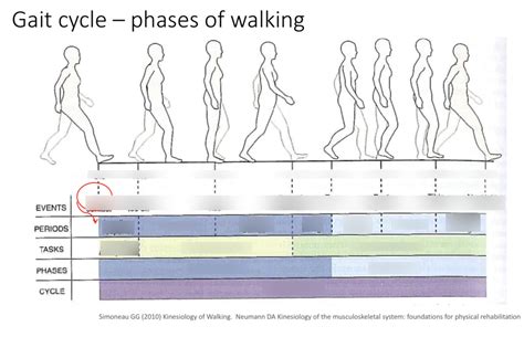 Gait Cycle Phases Of Walking Diagram Diagram Quizlet