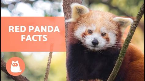 Red Panda Facts 10 Surprises About These Tree Climbing Marvels