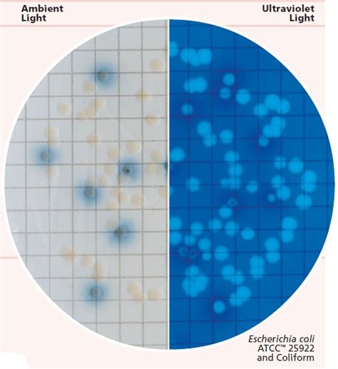 Mi Agar Cromogênico E Fluorogênico P E Coli E Coliformes Totais Interlab