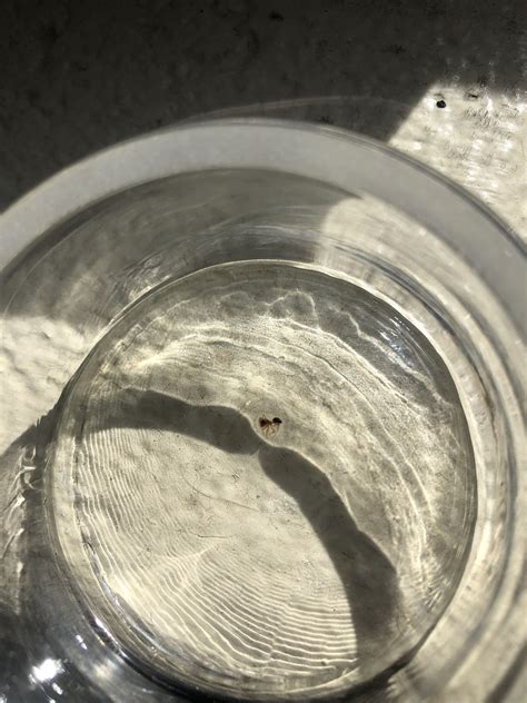 Edwards Buffer The Wolbachia Project