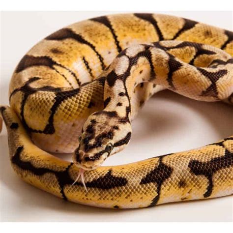 Unveiling The Mystery The Fascinating World Of Ball Pythons Dugs Bugs