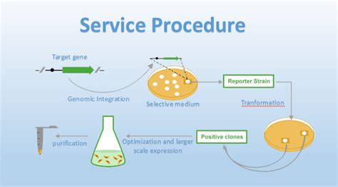 Yeast Expression System Genomics Institute Of Biomonitoring