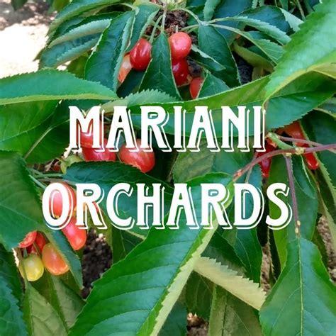 Mariani Orchards Morgan Hill Ca