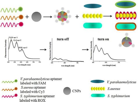 Schematic Illustration Of The Multiplexed Fluorescence Resonance Energy Download Scientific