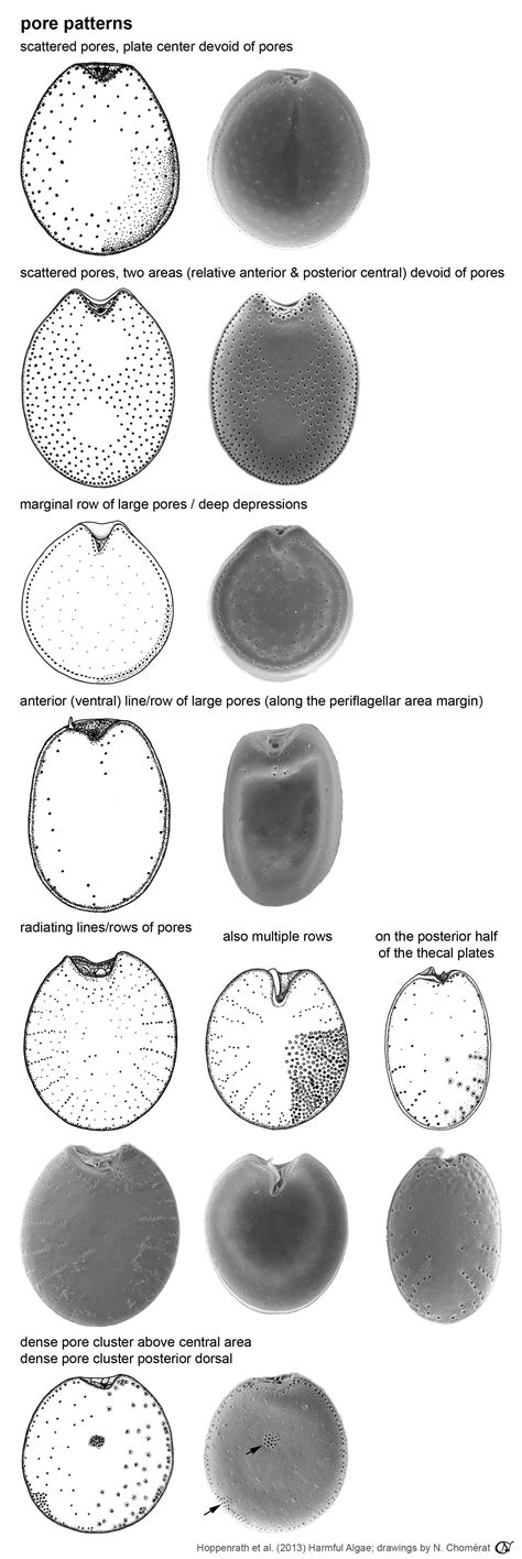 Identification Help For Marine Benthic Prorocentrum Species