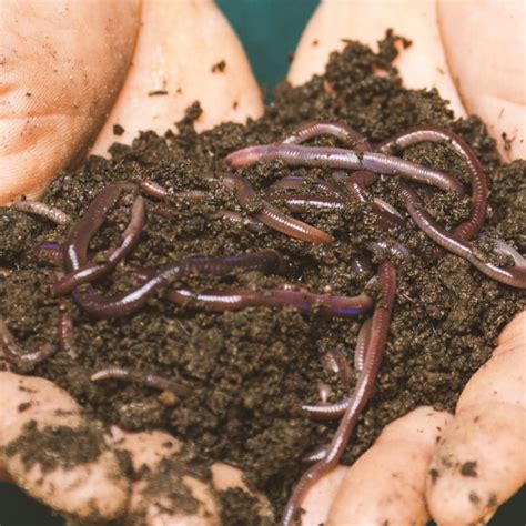 Different Composting Methods Achieve Garden Glory