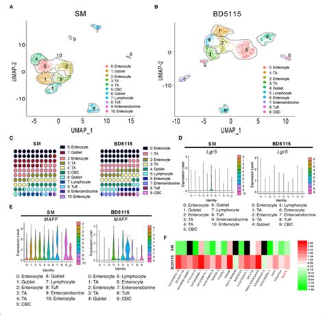 Single Cell Rna Sequencing Of Colon Tissues Umap Analyses Of Colon Download Scientific