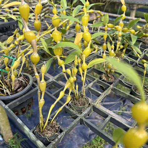 Dendrobium Findlayanum August 15 2025