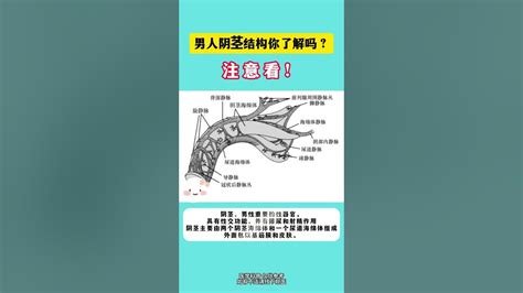 男人阴茎结构，你了解吗？ 男性科普 男性知识 Youtube