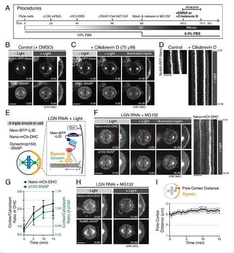 Figure 3 From Dyneindynactinnuma Clusters Generate Cortical Spindle Pulling Forces As A Multi