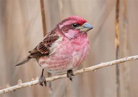 Purple Finch Wallpapers Wallpaper Cave