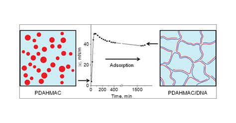 Network Formation Of Dna Polyelectrolyte Fibrous Aggregates Adsorbed At The Water Air Interface