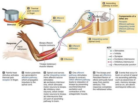 Coordination And Response The Nervous System