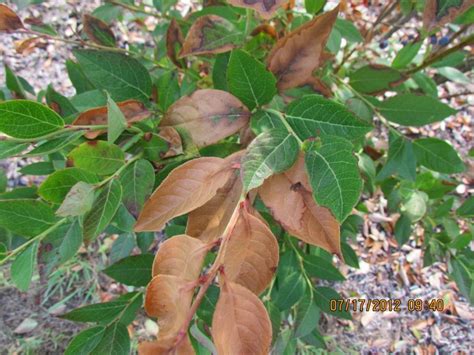Why Are My Blueberry Leaves Turning Black At Jeanne Phillips Blog