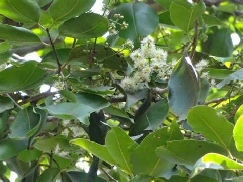 Syzygium Cumini Eflora Of India