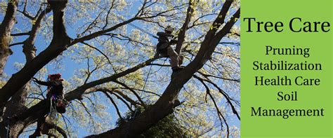 Oak And Elm Pruning