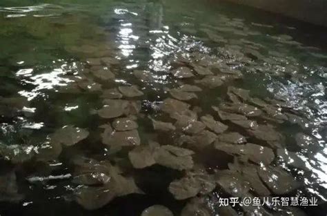 国内外陆基工厂化循环水养殖技术模式的发展历史与现状 知乎