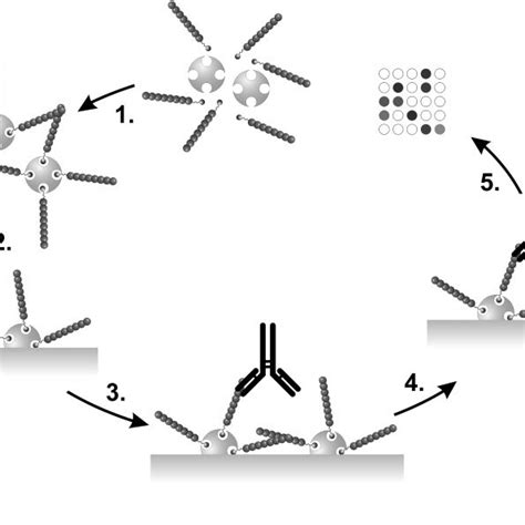 Schematic Outline Of The Peptide Microarray Immuno Assay 1