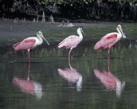 Free Picture Three Spoonbills Wading Water