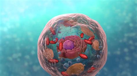 Biology Cell Structure Nucleus Ygraph