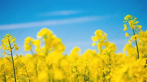 유채꽃밭 계절 고해상 꽃 배경 일러스트 및 사진 무료 다운로드 Pngtree