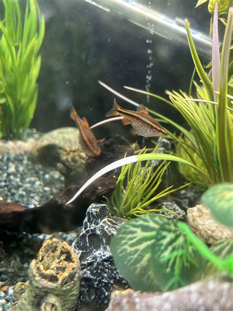 Gill Flukes Raquariums