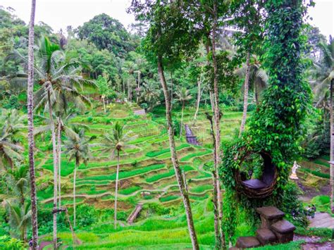 Tegallalang Rice Terrace Ubud Bali Stock Image Image Of Nature